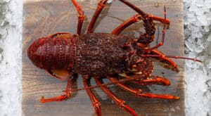 Southern Rock Lobster – TOP Fish Tas
