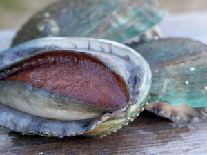 Abalone & Farmed Abalone – TOP Fish Tas